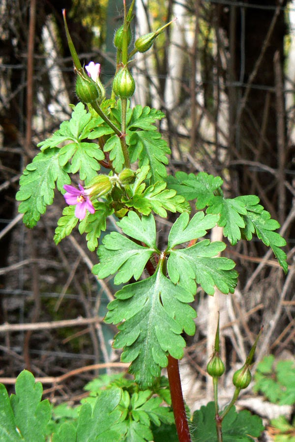 Wildflowers of Andalucia: Geranium purpureum