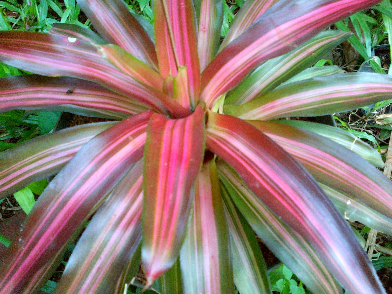 Jual aneka jenis bromelia | supplier aneka tanaman hias dan jasa ...