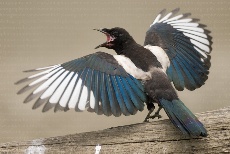 Aves: LA URRACA EUROPEA