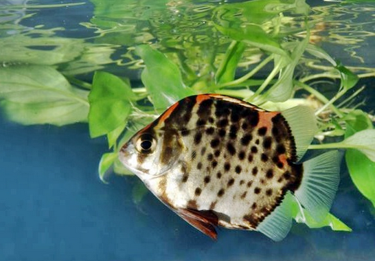 Ini Dia Ikan Hias Ruby Scat yang Cantik Serta Mudah Pemeliharaannya
