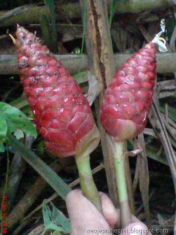 HamBa_aLLaH : RhiZoma (Rimpang)