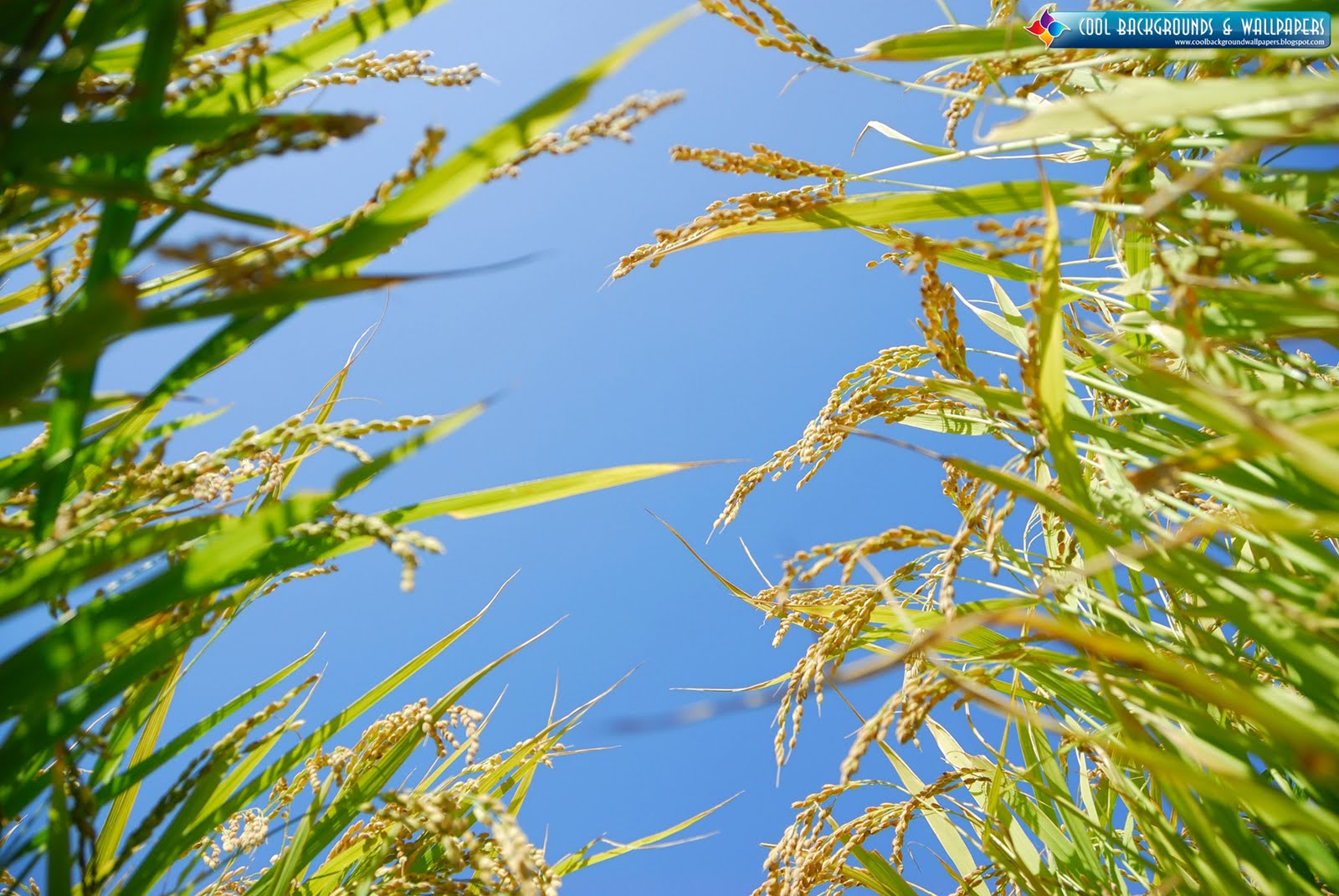 Wallpapers And Backgrounds: Rice Farming HD Wallpapers