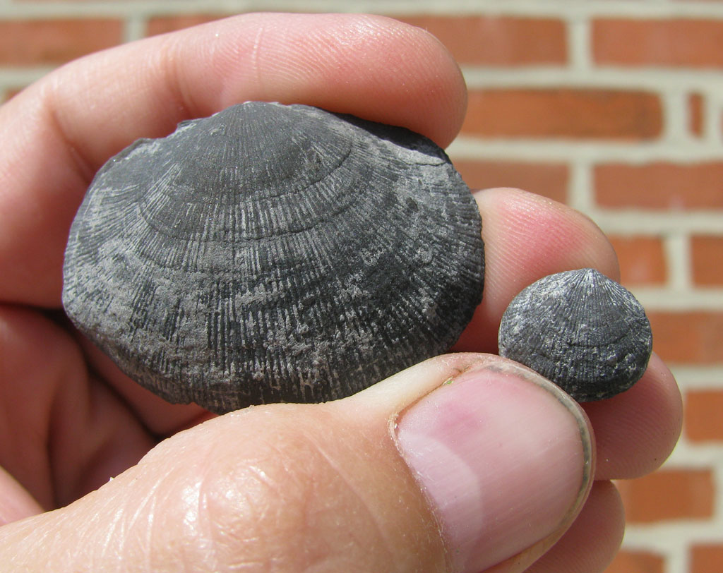Views of the Mahantango: Orthis? sp. brachiopods from the Kalkberg ...