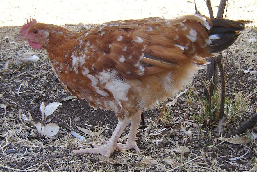 Aloha Chickens: Update on the Fall 2011 Chicks