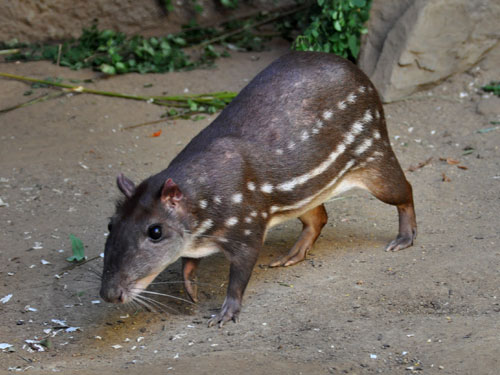 AcademicEspeciesNoTradicionales: Guartinaja ( Agouti paca) - Imágenes