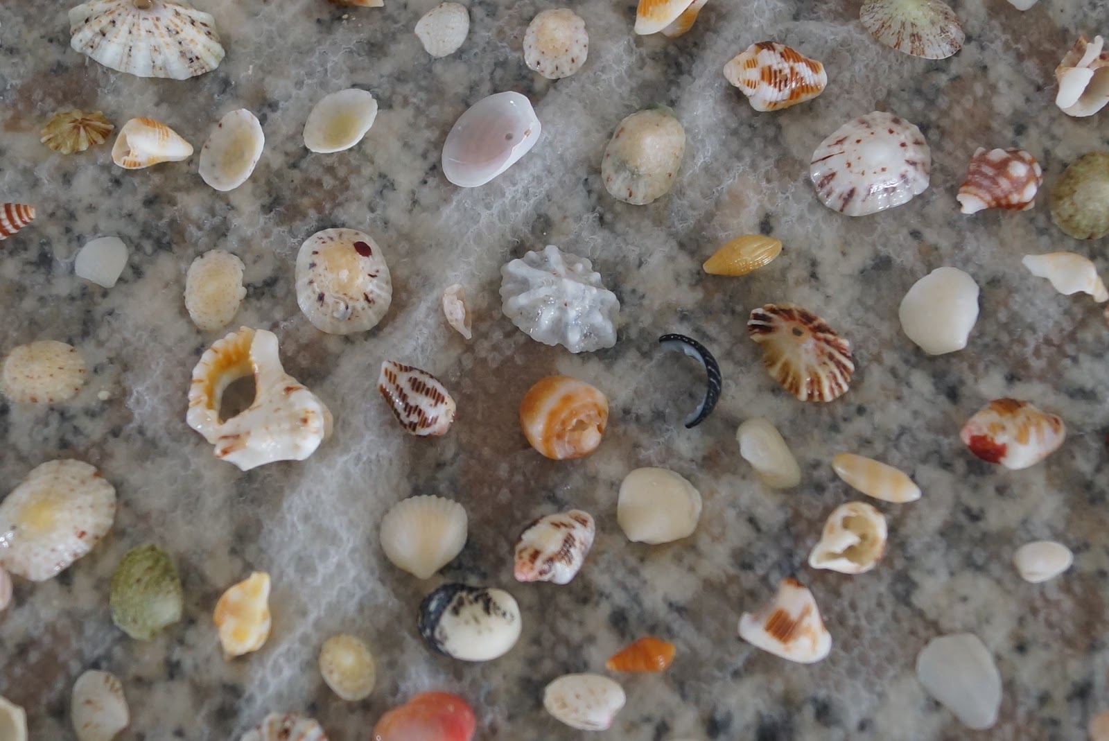 Quiet Reflections of Barbados: Sea shells by the sea shore