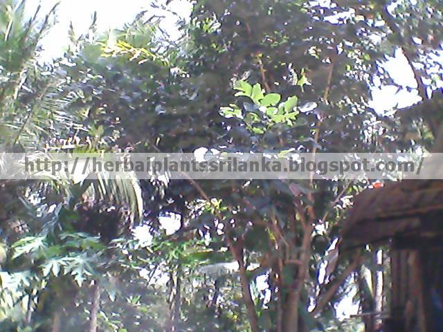 STEREOSPERMUM SUAVEOLENS -පළොල්