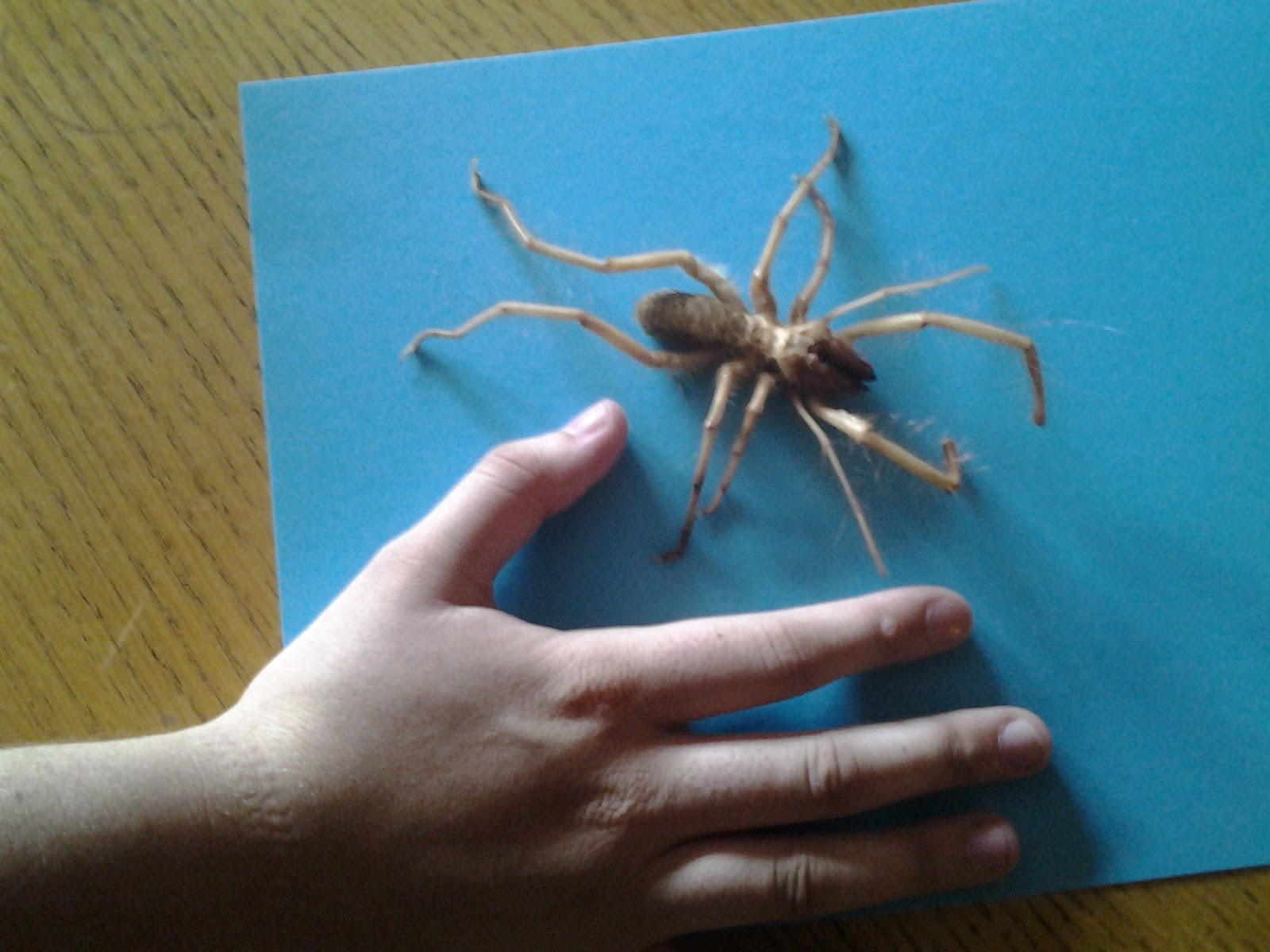 Travel Under African Skies: 20 January 2013 - Groblershoop -Met up with ...