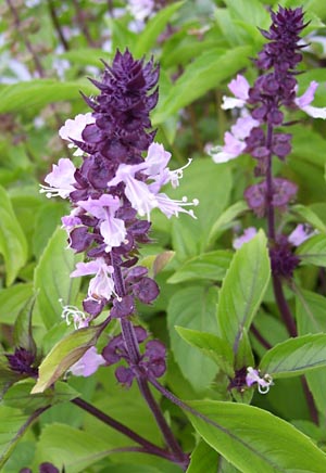 Vriksha Nursery: The Secret code of flowers: a "Valentine DAY" special