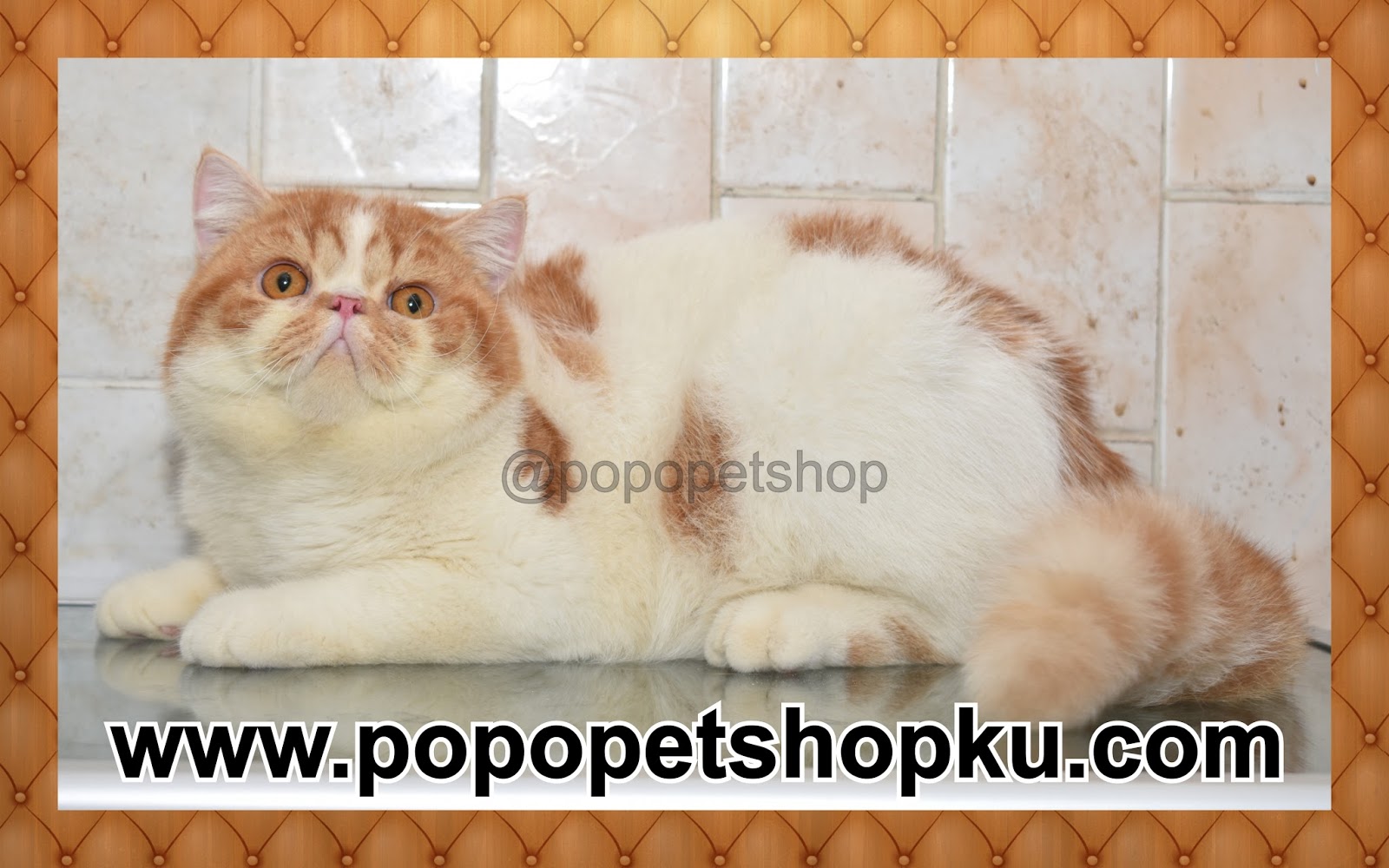 POPO PETSHOP: 10 Cara Membuat Kucing Menjadi Gemuk dan Sehat