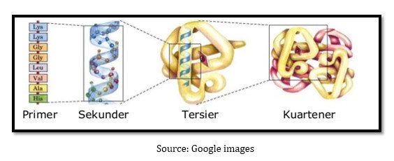Blognya anak tuban sejati: Struktur dan Fungsi Protein