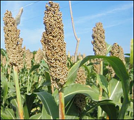 Jenis-Jenis Varietas Sorgum (Sorghum spp) | SeputarPertanian.Com