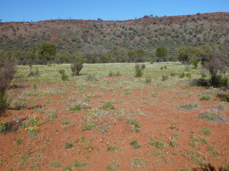 Richard Waring's Birds of Australia: Crimson Chat, Budgies are back ...