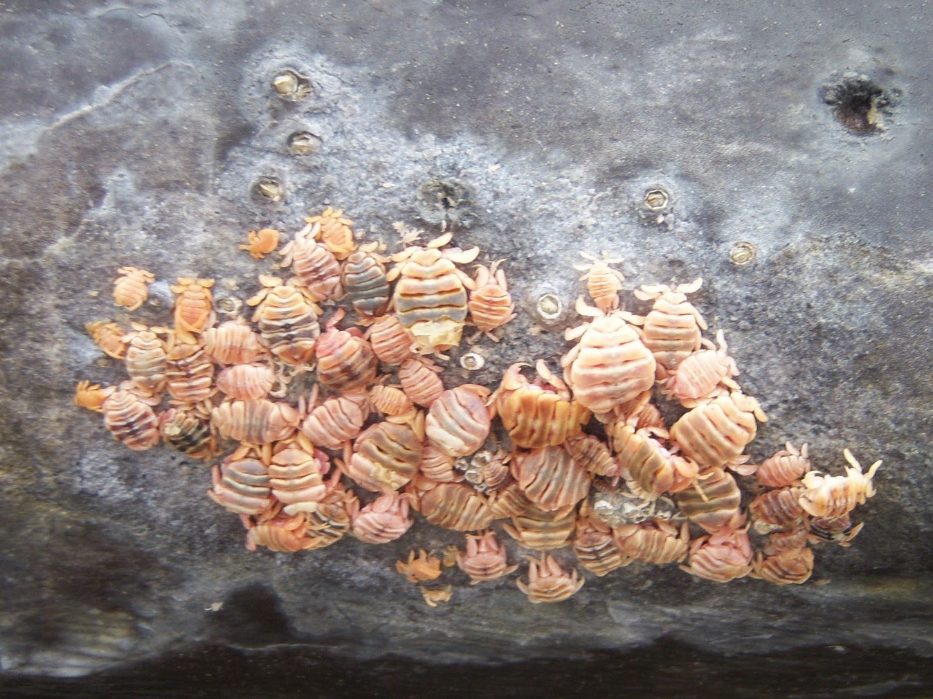 Artes de Pesca: CRUSTÁCEOS MARINOS