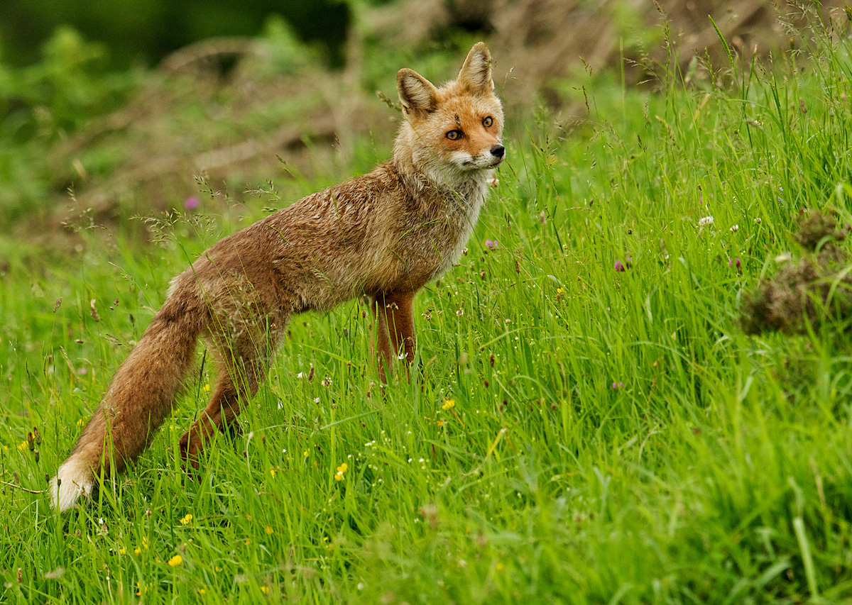 Andoni Ruiz Etxeberria: Azeria
