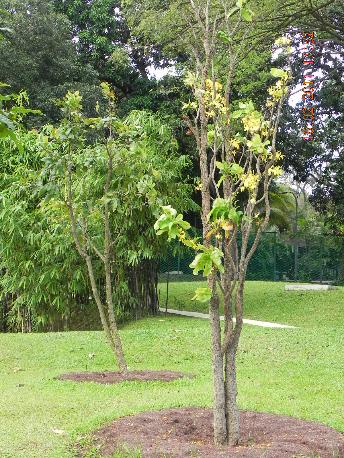 my G@Rdening frenzY: OCHNA INTEGERRIMA