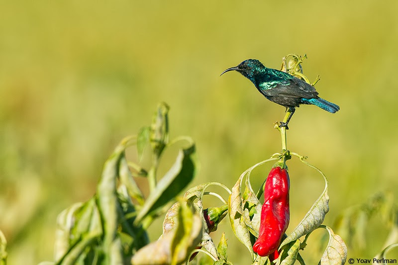 Yoav Perlman - birding, science, conservation, photography: Red Hot ...