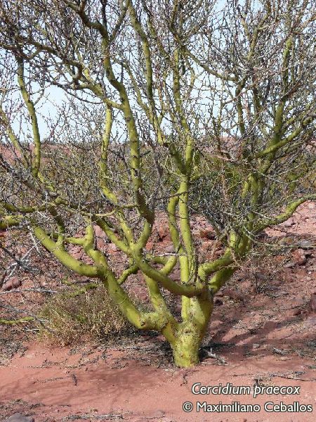 Argentina nativa: Brea (Parkinsonia praecox)