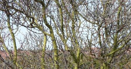 Argentina nativa: Brea (Parkinsonia praecox)