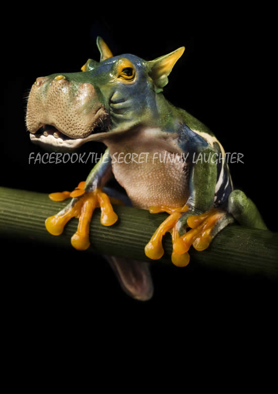 Hippo Frog | The Secret Funny Laughter