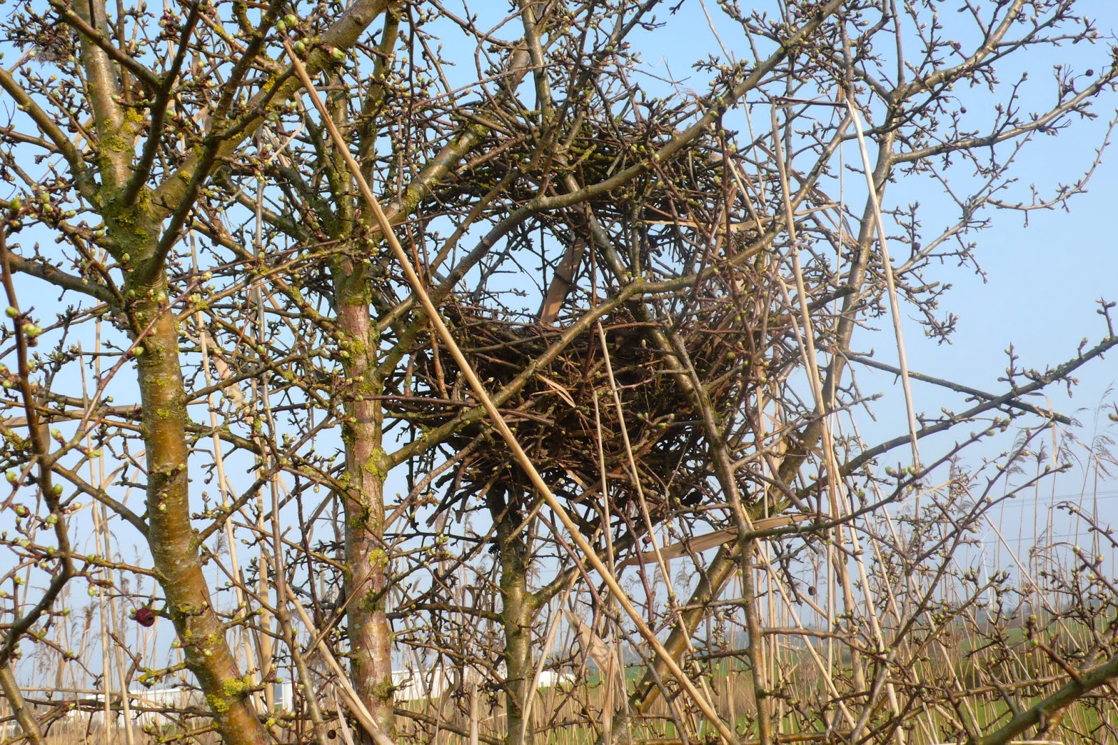 ProTier: Mehr Elstern und trotzdem mehr Kleinvögel - warum?