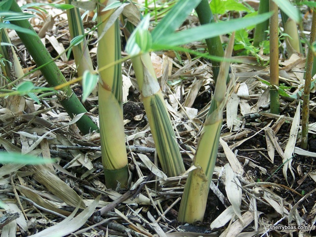 Beautiful Bamboo: Creating a beautiful bamboo hedge