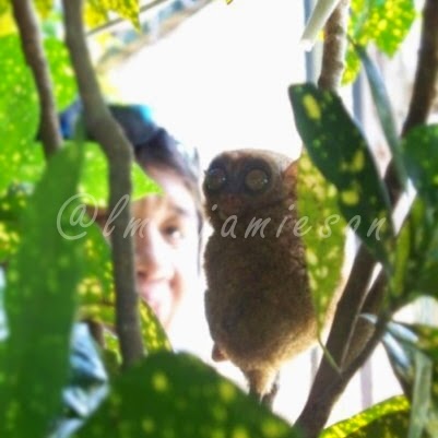 Lin-Marie Jamieson: May 2015