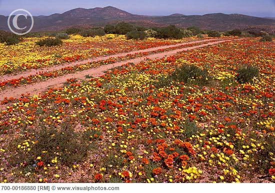 (More Than) A Spot in the Sun: Cloudy with a chance of...