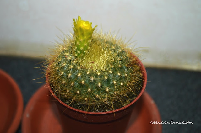 Reena's Online: Pokok Kaktus / Cactus #1