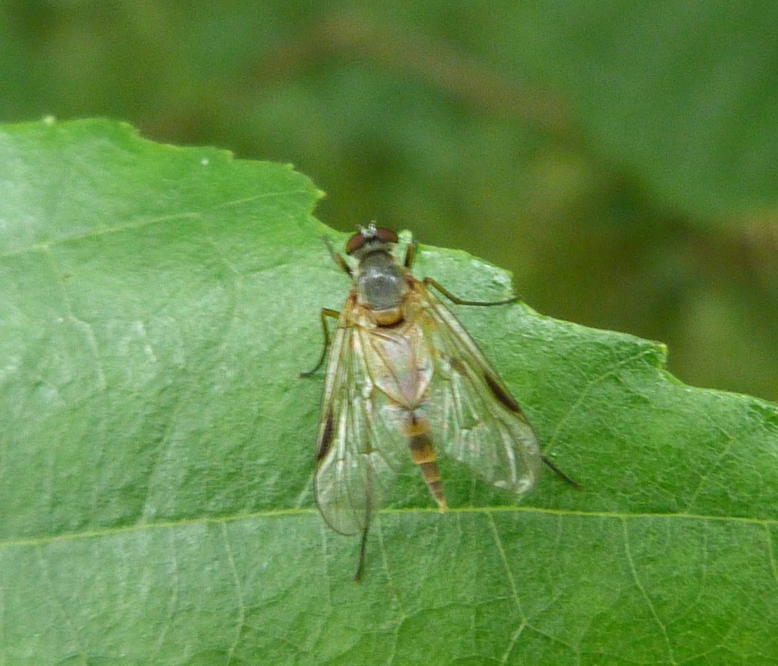 Insects of Scotland: Snipe Flies