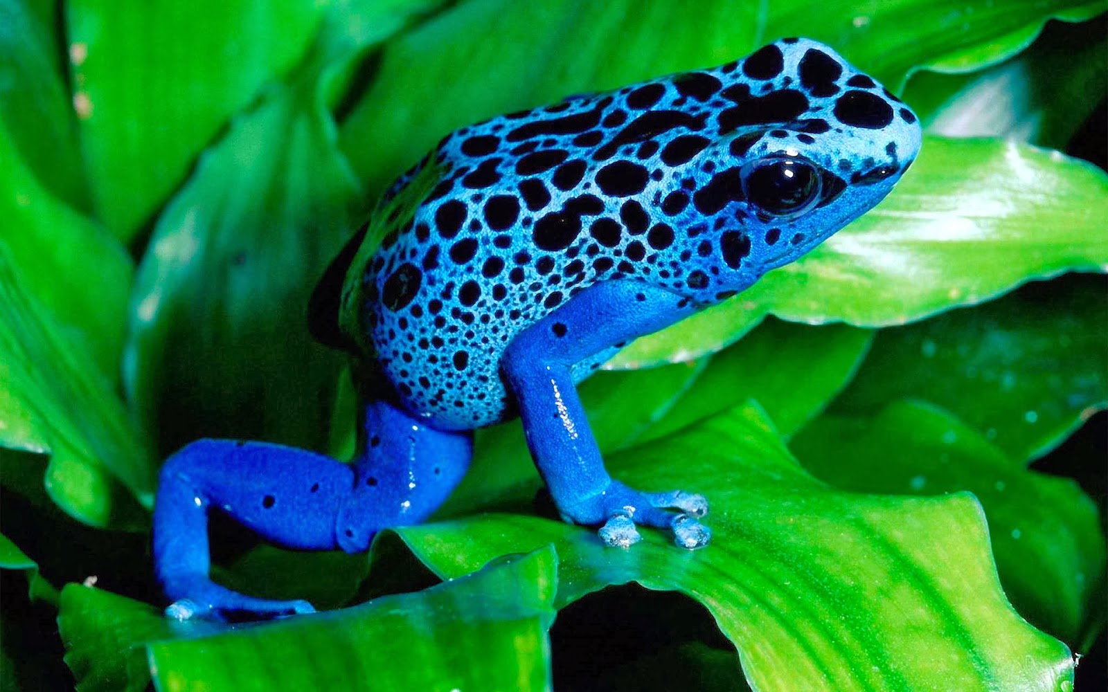 Graafix!: amazing frog hd pictures