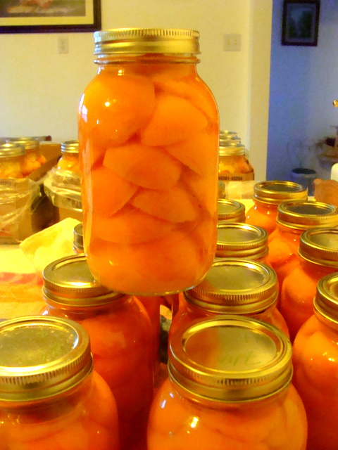 Ancient Embrace: Bottled Apricots