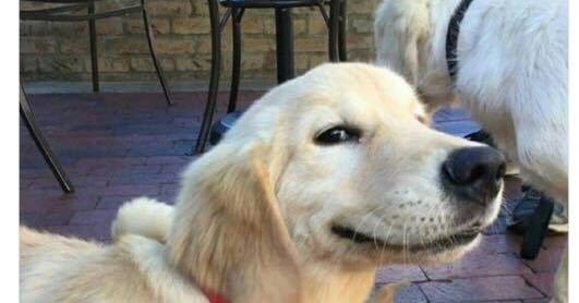 Droop's Scoop: The Blog of a Dog: Looking smug!