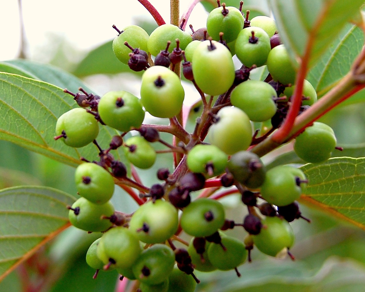 Serenity Cove: Michigan Flowers