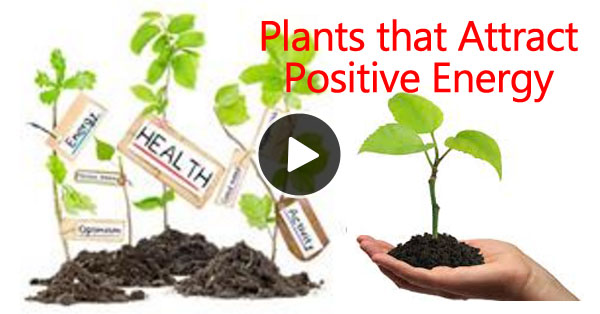 Plants That You Must Grow To Attract Positive Energy.