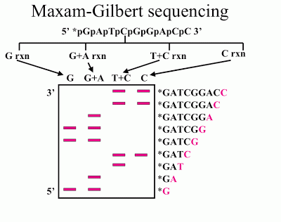Dna Sequence: DNA Maxam - Gilbert dizilemesi