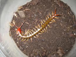 Bluering Centipede | The Life of Animals