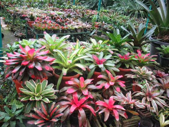 Jual Bromelia Merah ~ TUKANG TAMAN