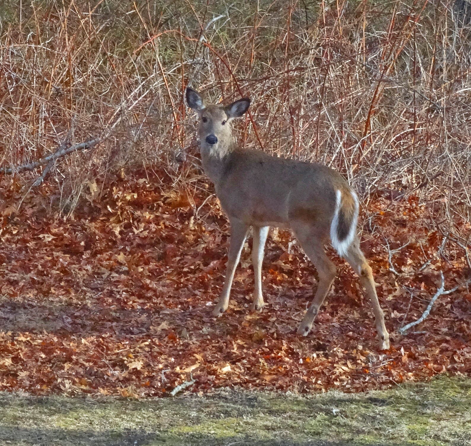 Joe's Retirement Blog: A Pond with No Name, Manomet, Plymouth ...