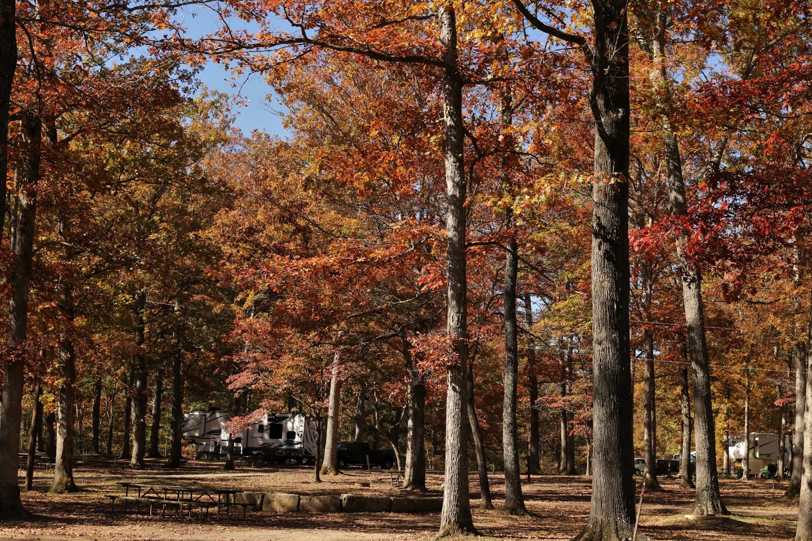 Nomadic Newfies: Levi Jackson State Park in October