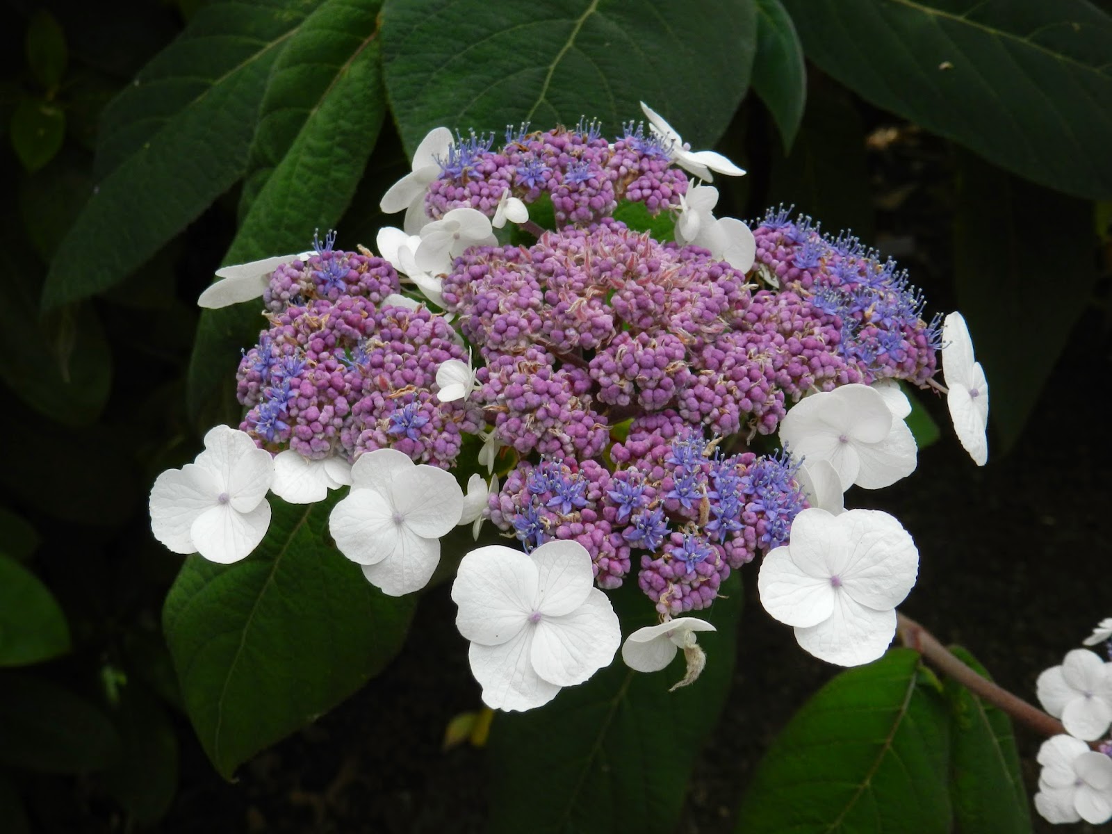 Prairie Rose's Garden: The Many Faces of Portland--Part I