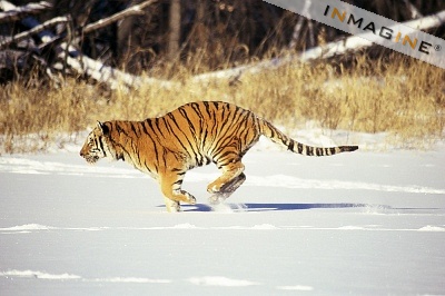 Encyclopedia: Tiger Running