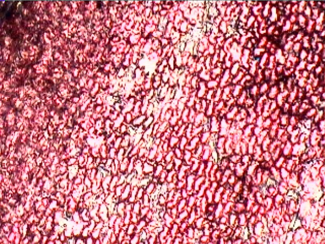 botanica: ORGANELAS CELULARES