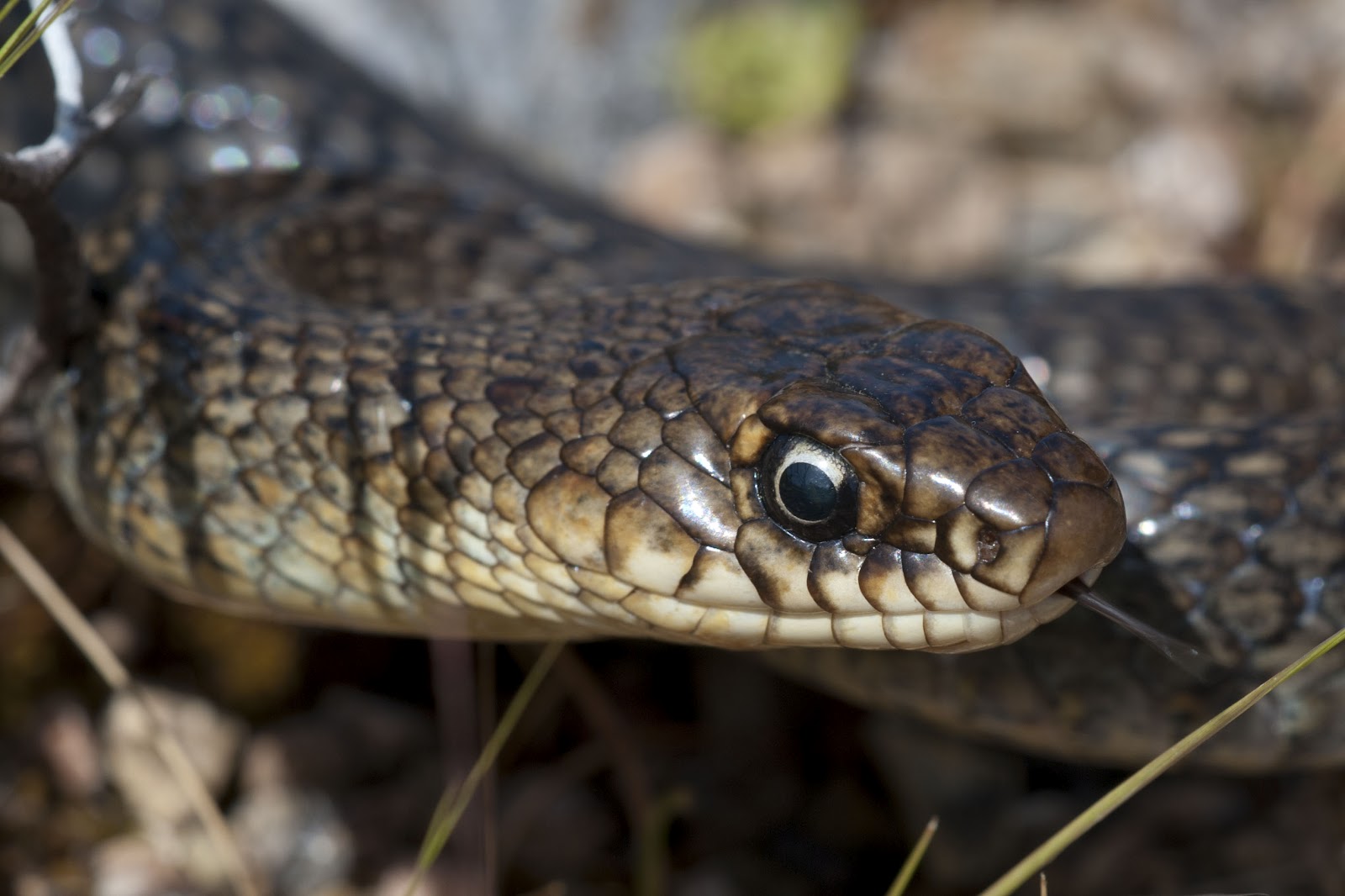 Yorkshire Field Herping and Wildlife Photography: Field Trip to the ...
