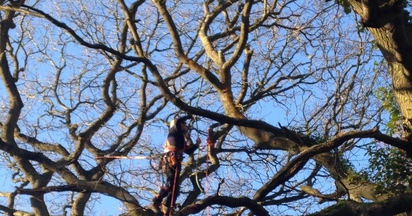 Bat Conservation Trust: Into the Canopy