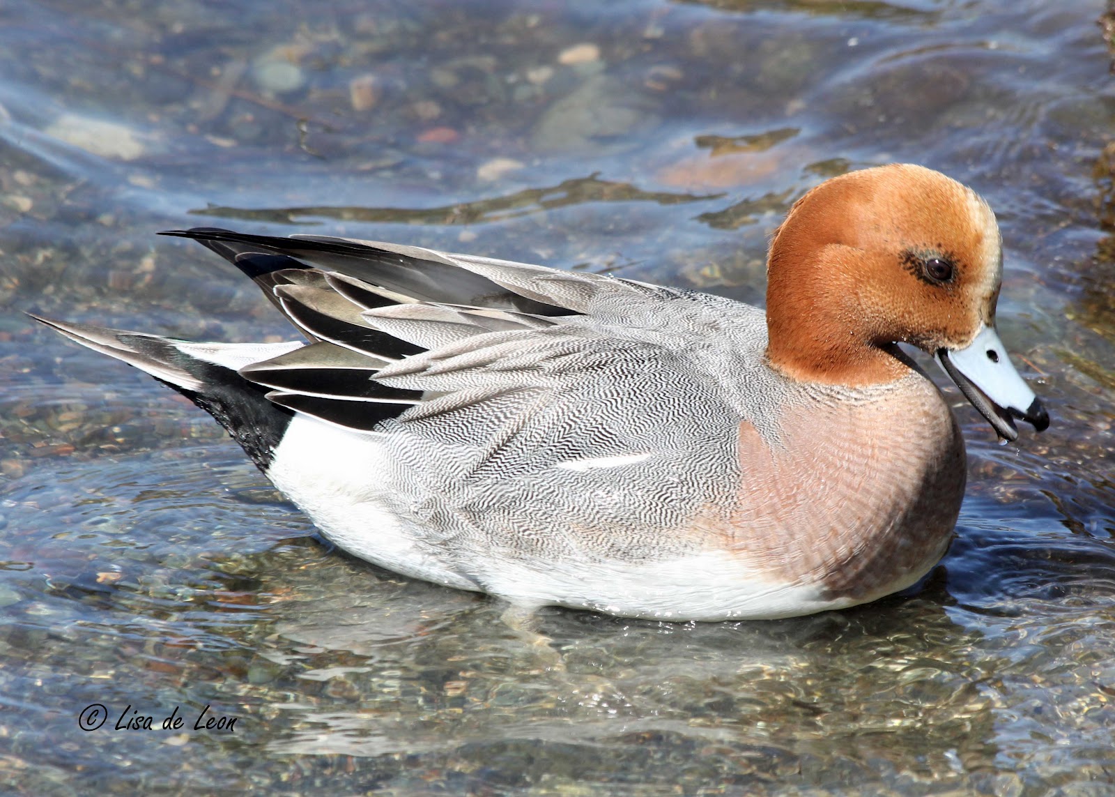 Birding with Lisa de Leon: Kenny's Pond Birds
