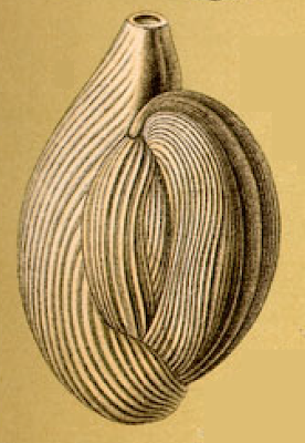 Variety of Life: Miliolinae