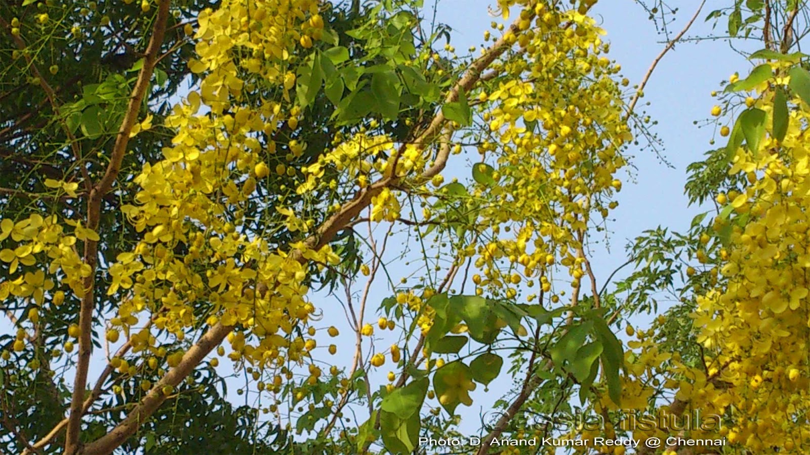 Medicinal Plants: Cassia fistula