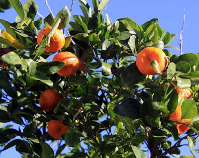 Budidaya Tanaman Citrus sp ~ Evolusi Dan Keragaman Tumbuhan Buah Edibel ...