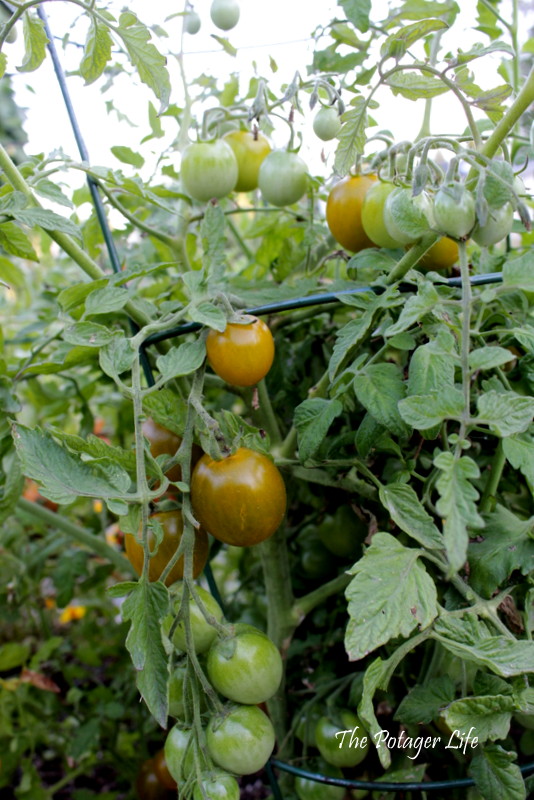 Tanja's Top Ten Tomatoes 2017